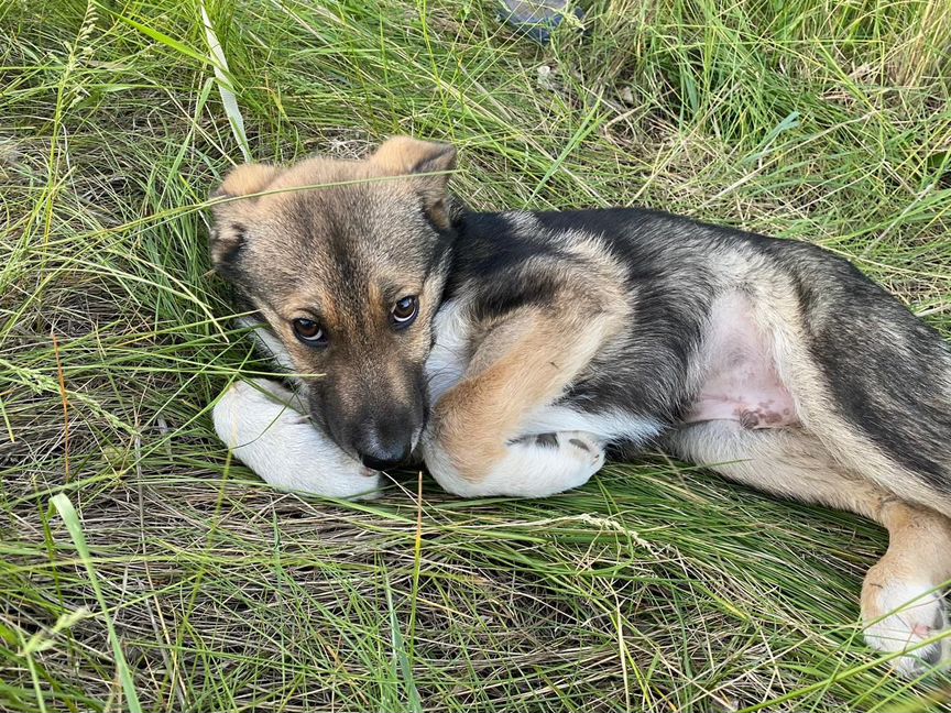 Щенок в добрые руки, мальчик