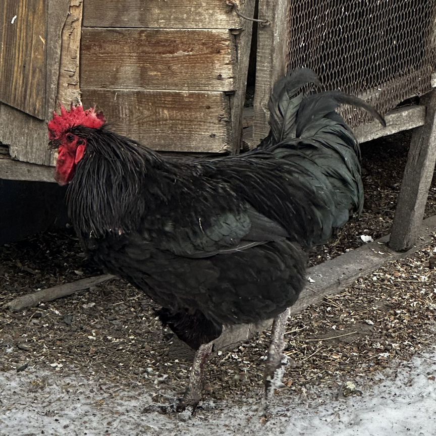 Молодые петухи