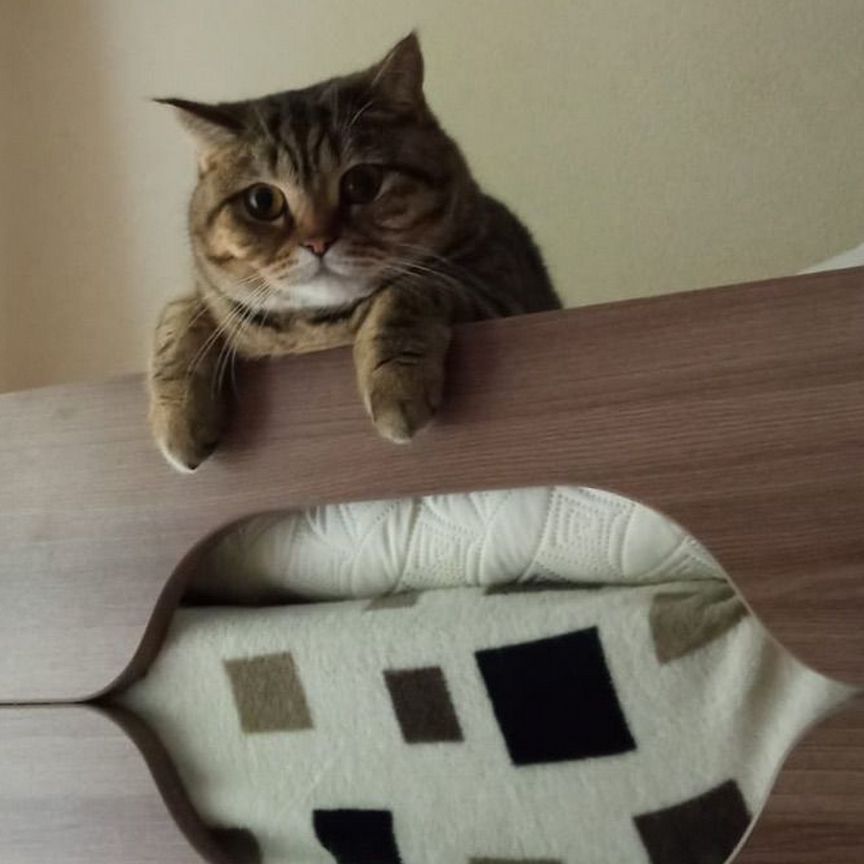 Отдам кошку в добрые руки