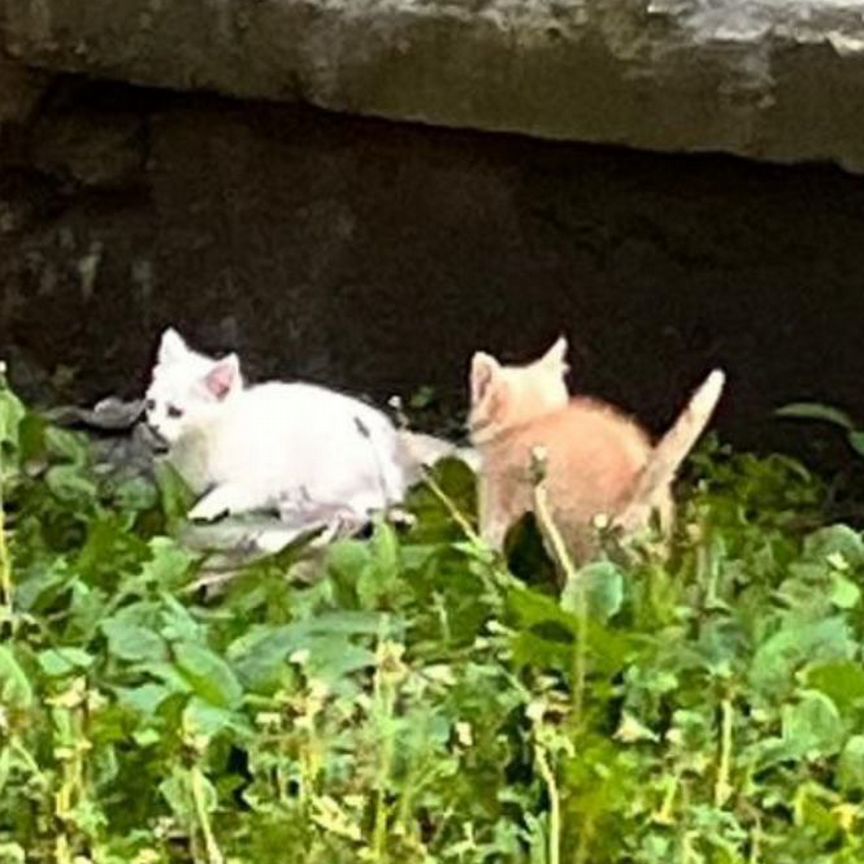 Котятки на улице живут