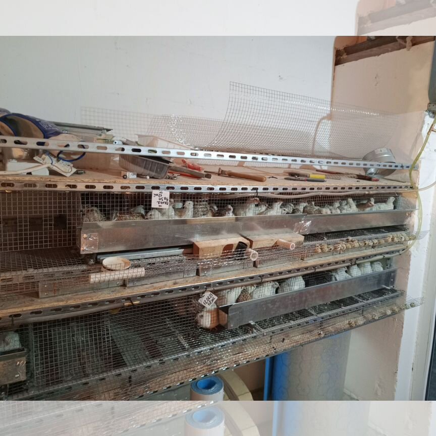 Перепела продажа