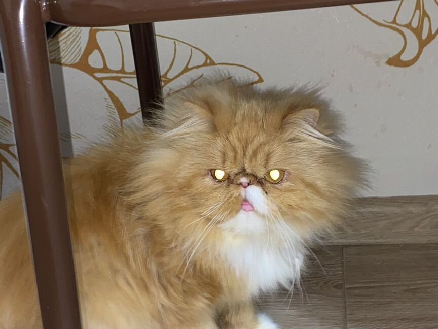 Персидская кошка ищет жениха (перса)