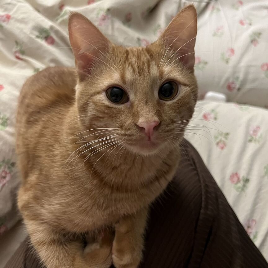 Отдам котейку в добрые руки