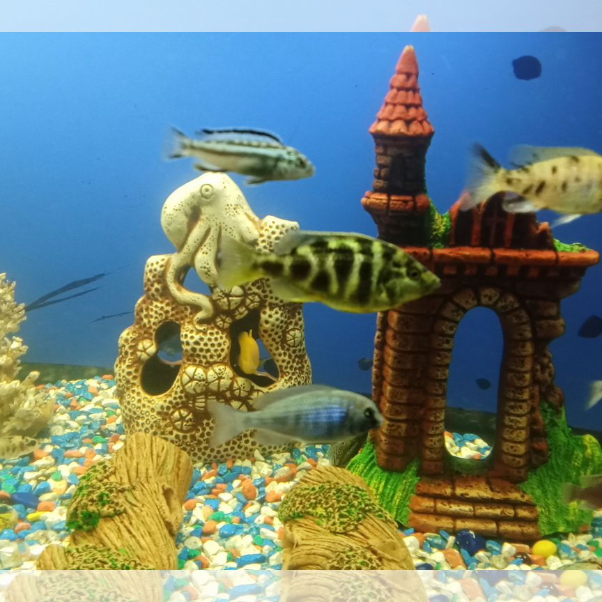 Аквариумные рыбки