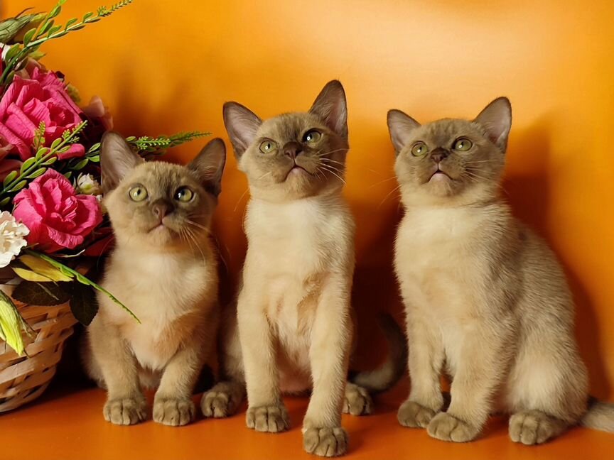 Котята Европейской Бурмы