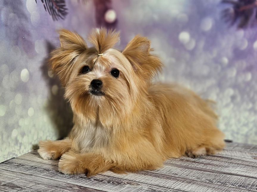 Суперминик голддаст йорочка