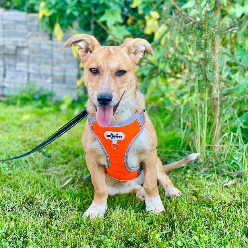 Элис в добрые руки