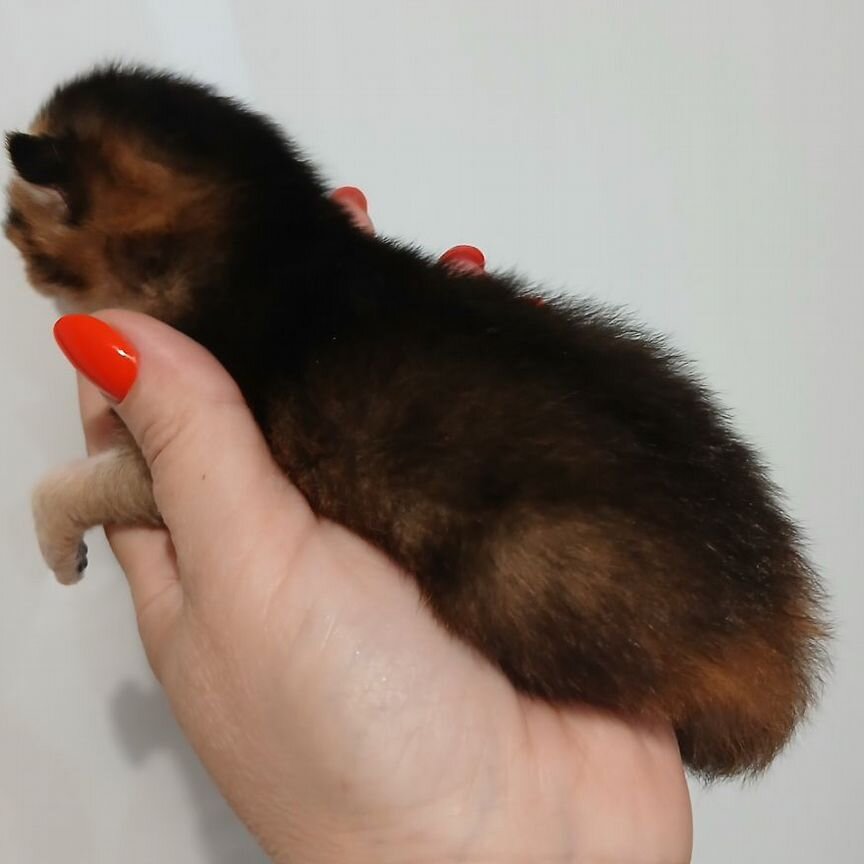 Абиссинский котёнок