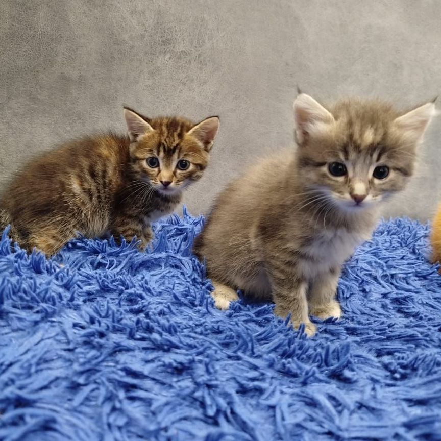 Котята в добрые руки. Крысоловы