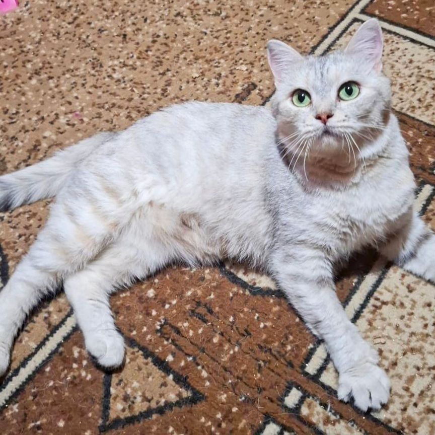 Кошка в добрые руки