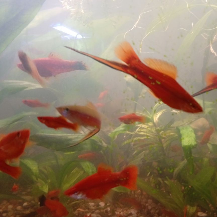 Рыбы, креветки, растения