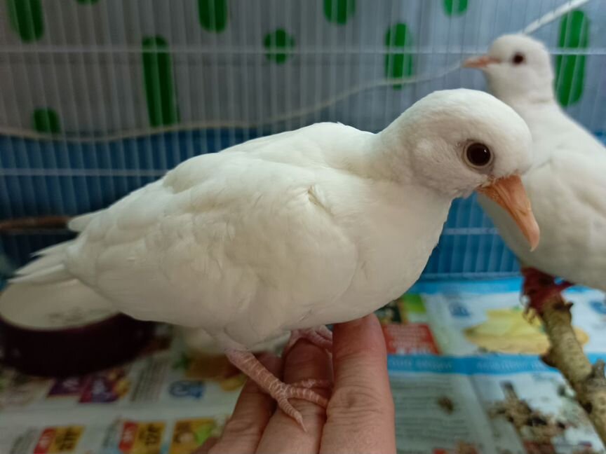 Смеющиеся горлицы