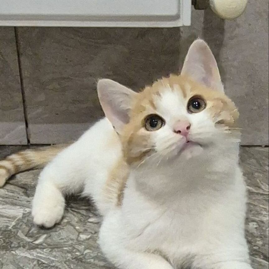 Котёнок ищет дом