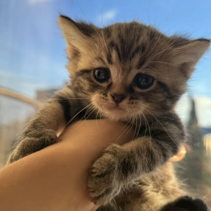Котята в добрые руки бесплатно