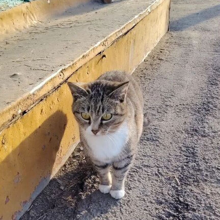 Взрослая, кошка в добрые руки