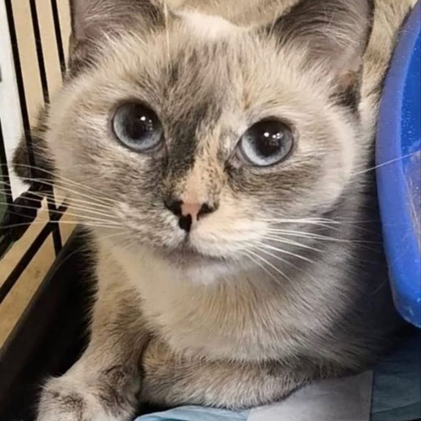 Кошка без дома