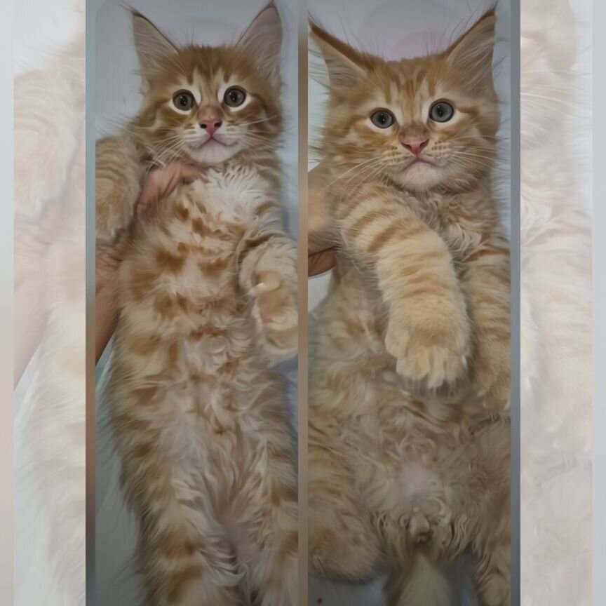 Мейн-кун котёнок