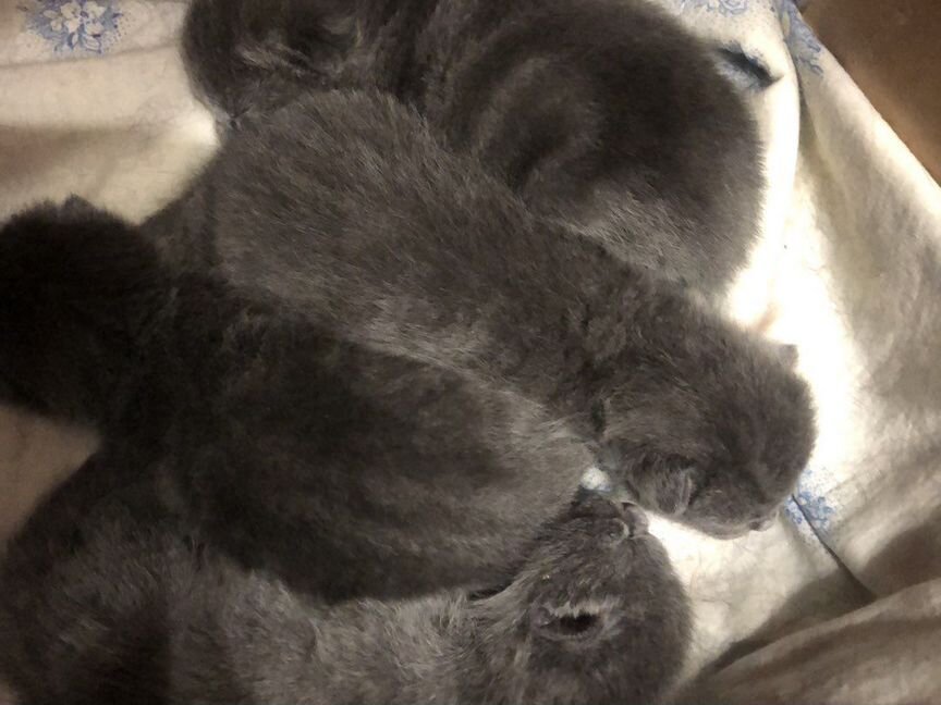 Котята Русской голубой