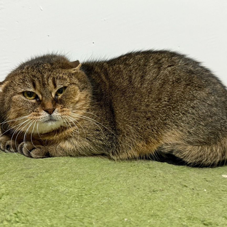 Кошку никто не замечает