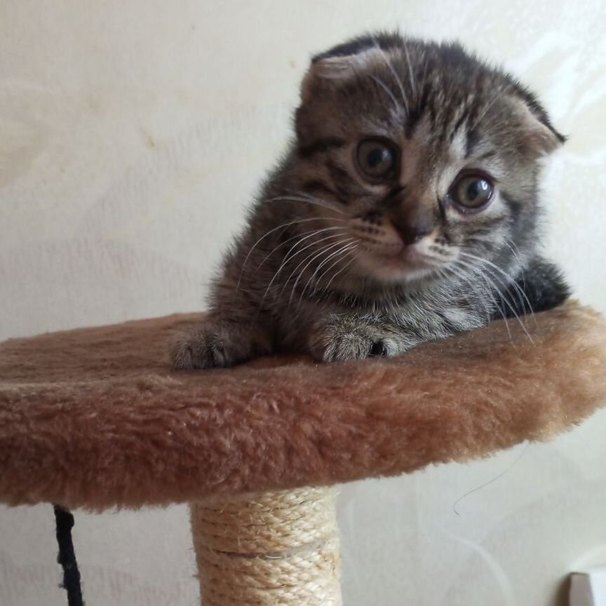 Вислоухая красавица продается вместе с домиком