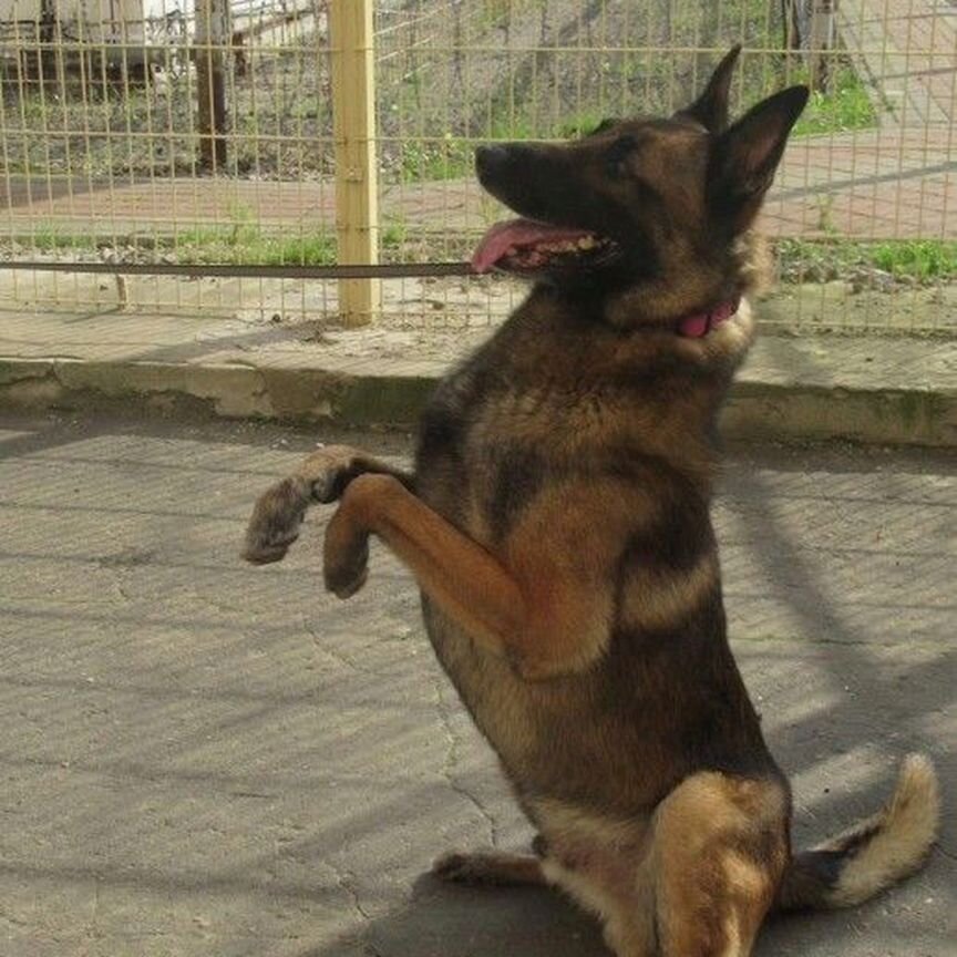 Бельгийская овчарка/малинуа,ищет дом