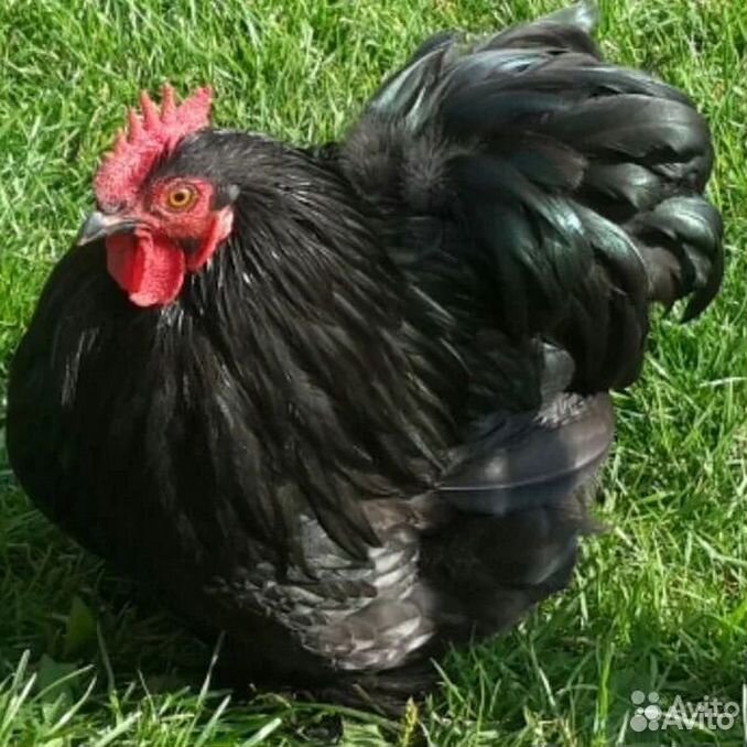 Петух мини кохинхин