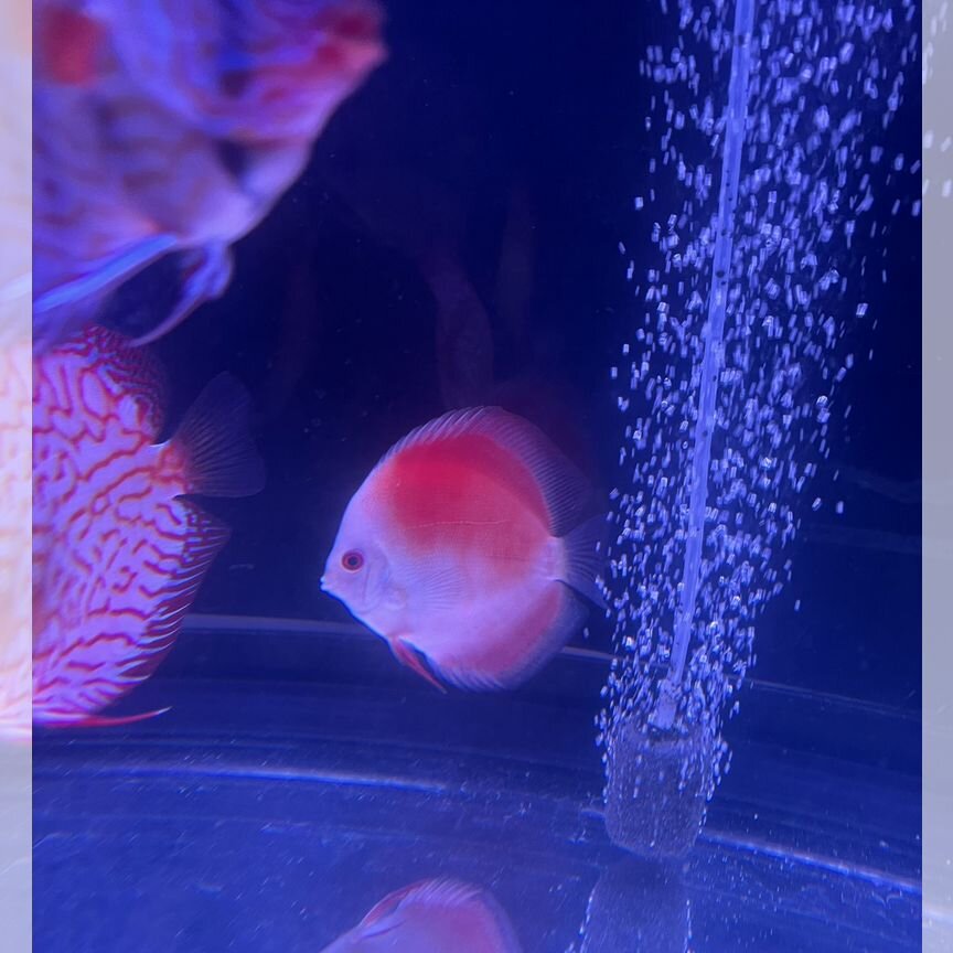 Продам дискусов