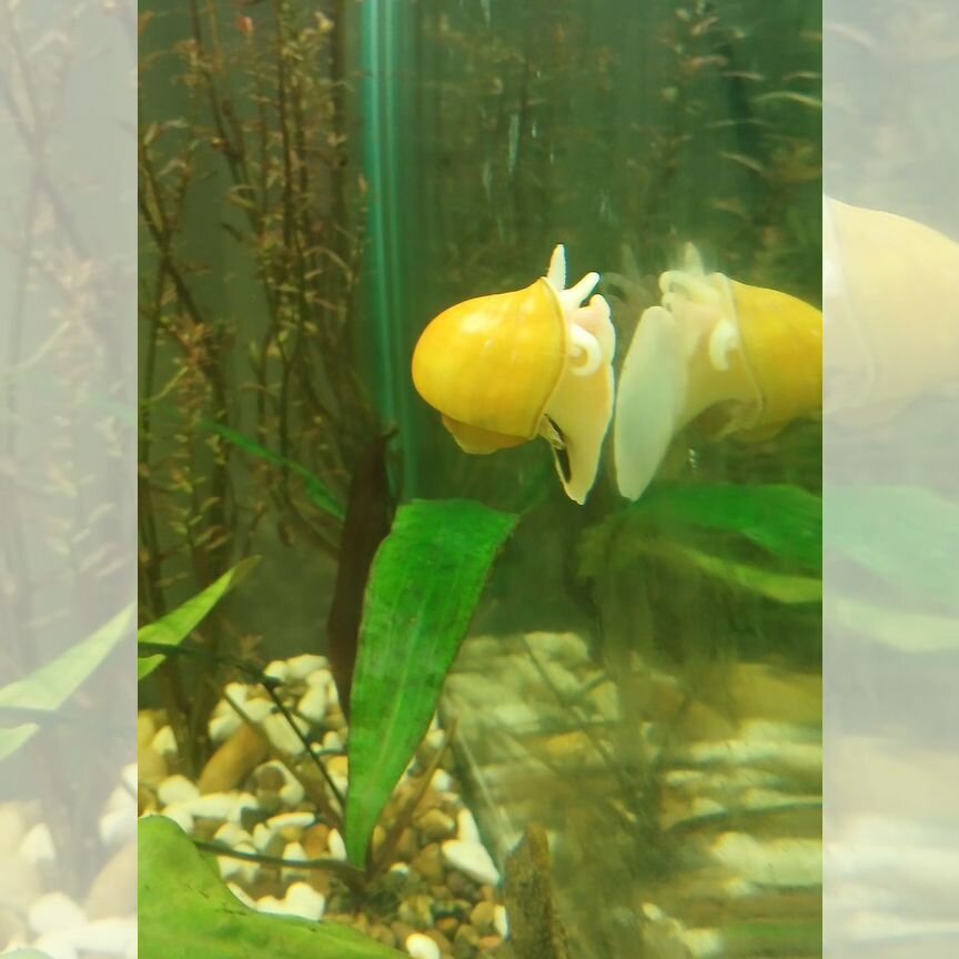 Улитки ампулярии