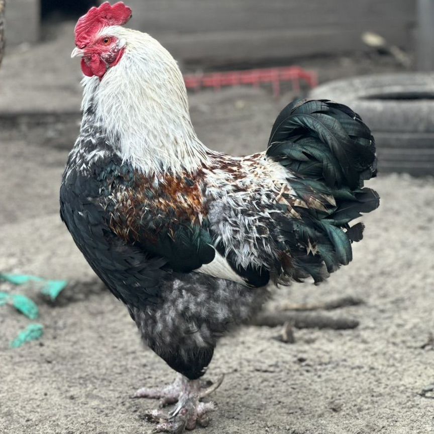 Отдам петуха