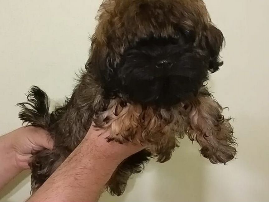 Мальтипу красный соболь девочка