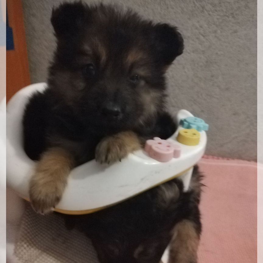 Щенок в добрые руки
