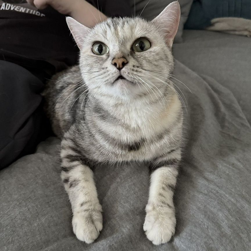 Кошка