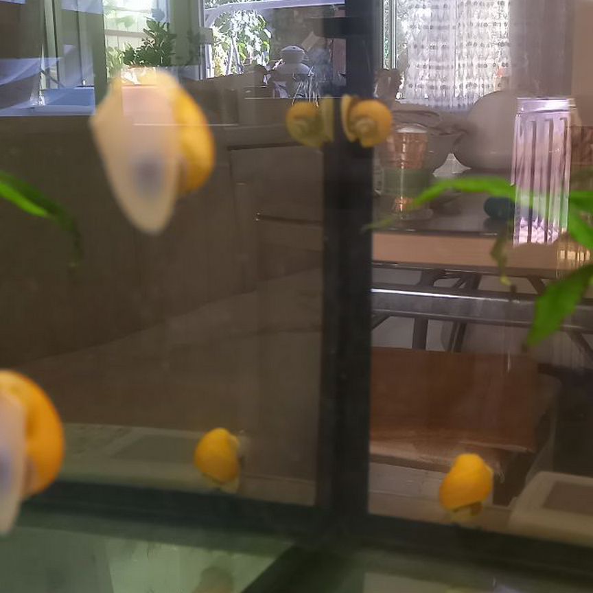 Улитки аквариумные ампулярии