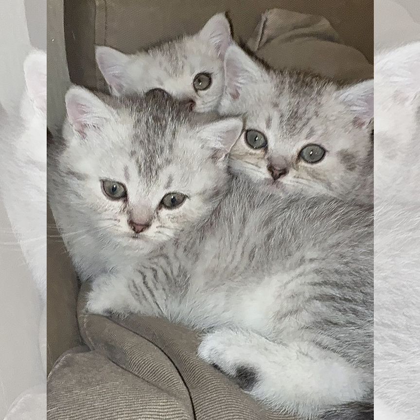 Британский длинношёрстный котёнок