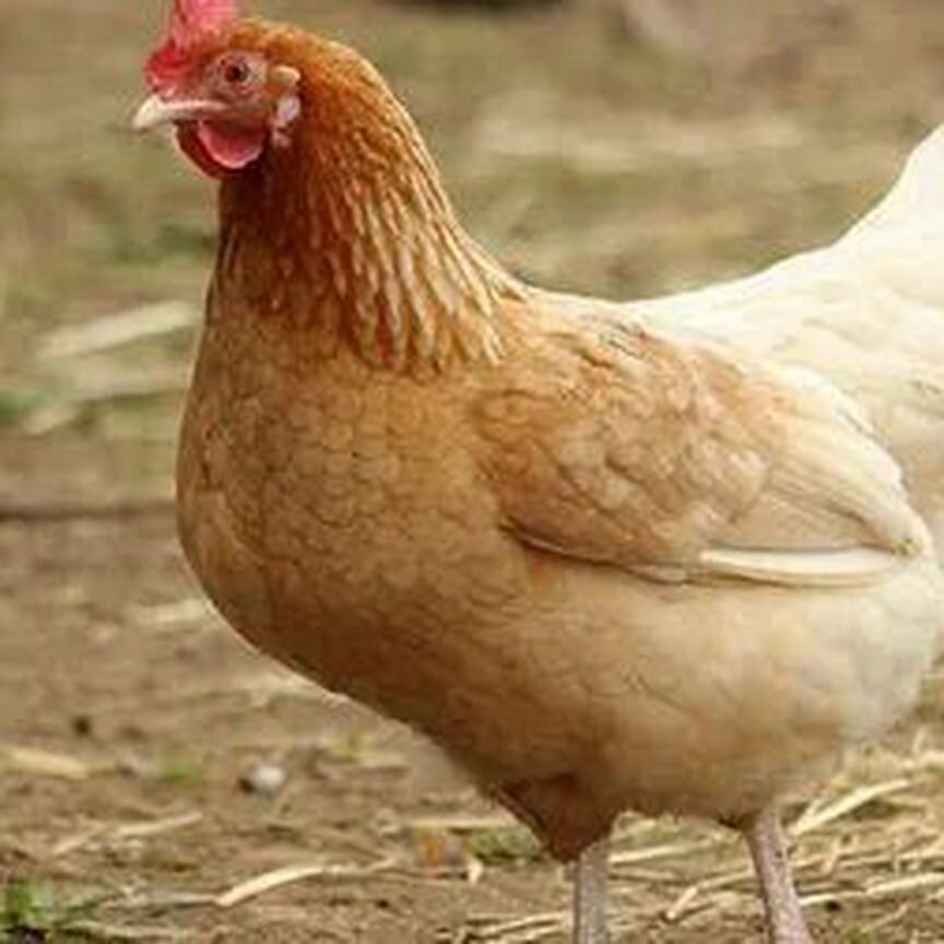Куры несушки
