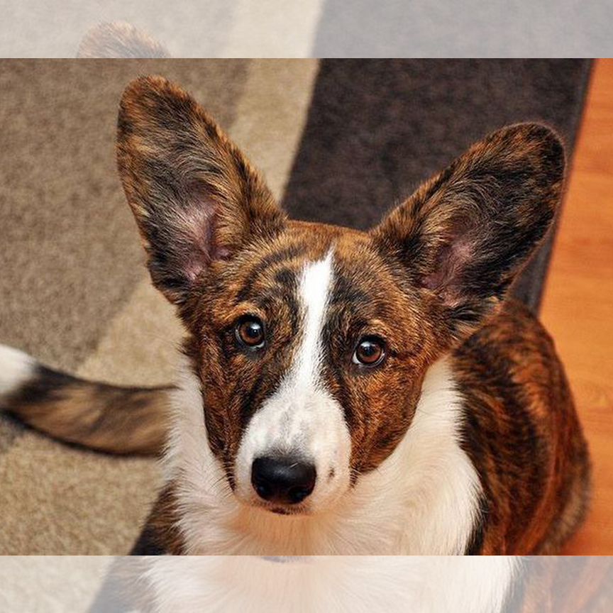 Вельш Корги Кардиган, щенок