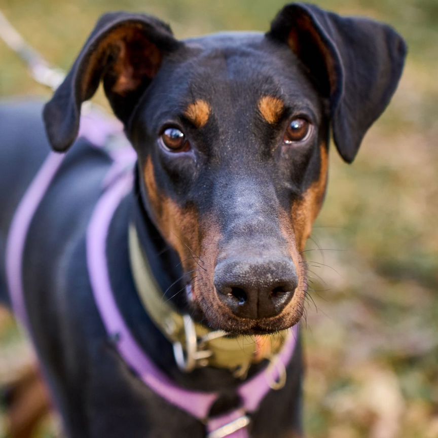 Доберман, щенок