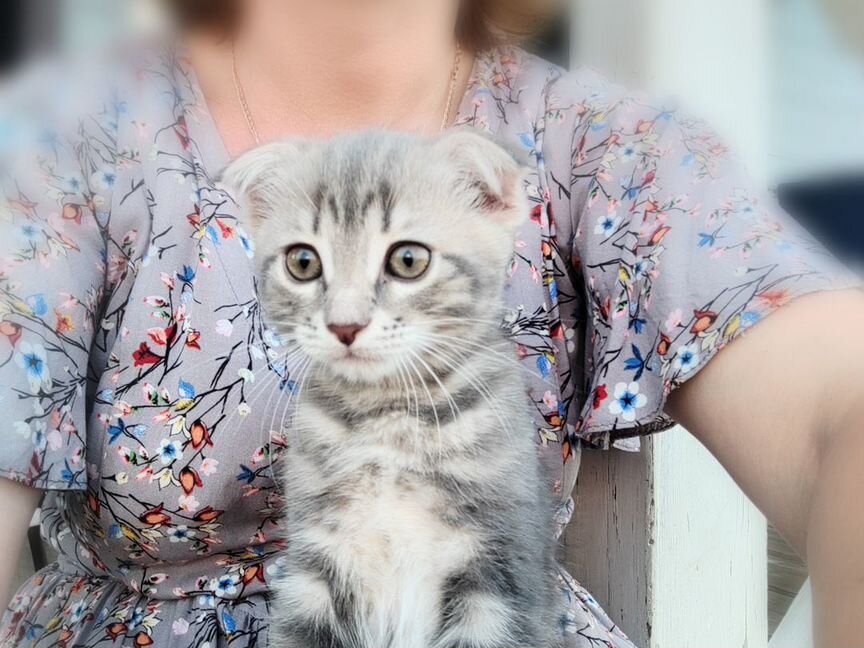 Вислоухие котята в добрые руки