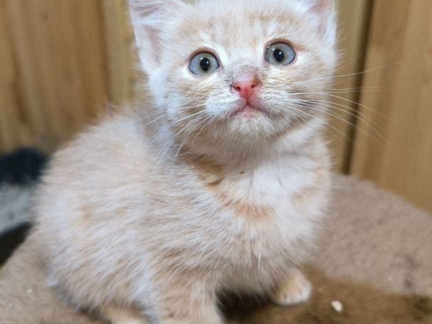 Котята малыши ищут добрые руки