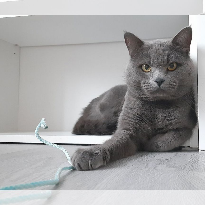 Британский короткошёрстный, взрослый кот