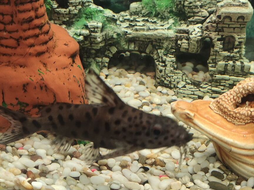 Аквариумные рыбки сомики