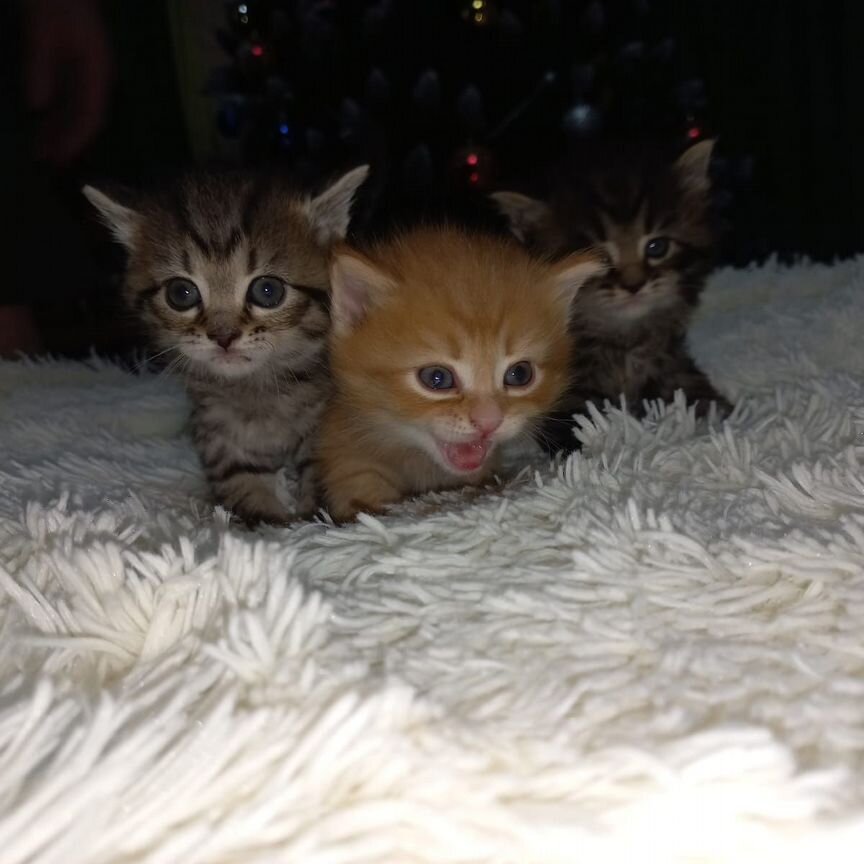 Счастливые котята, приносящие удачу