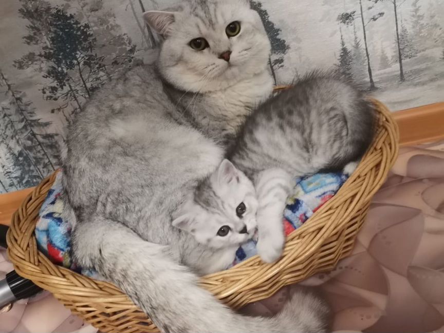 Британские котята