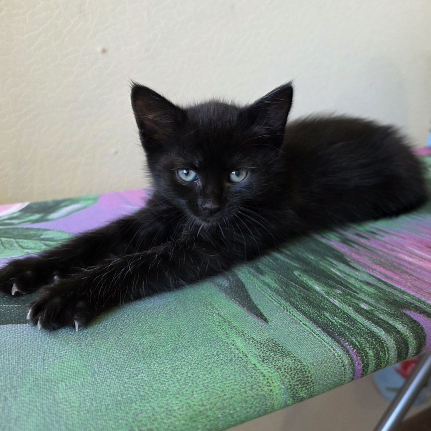 Котёнок в добрые руки