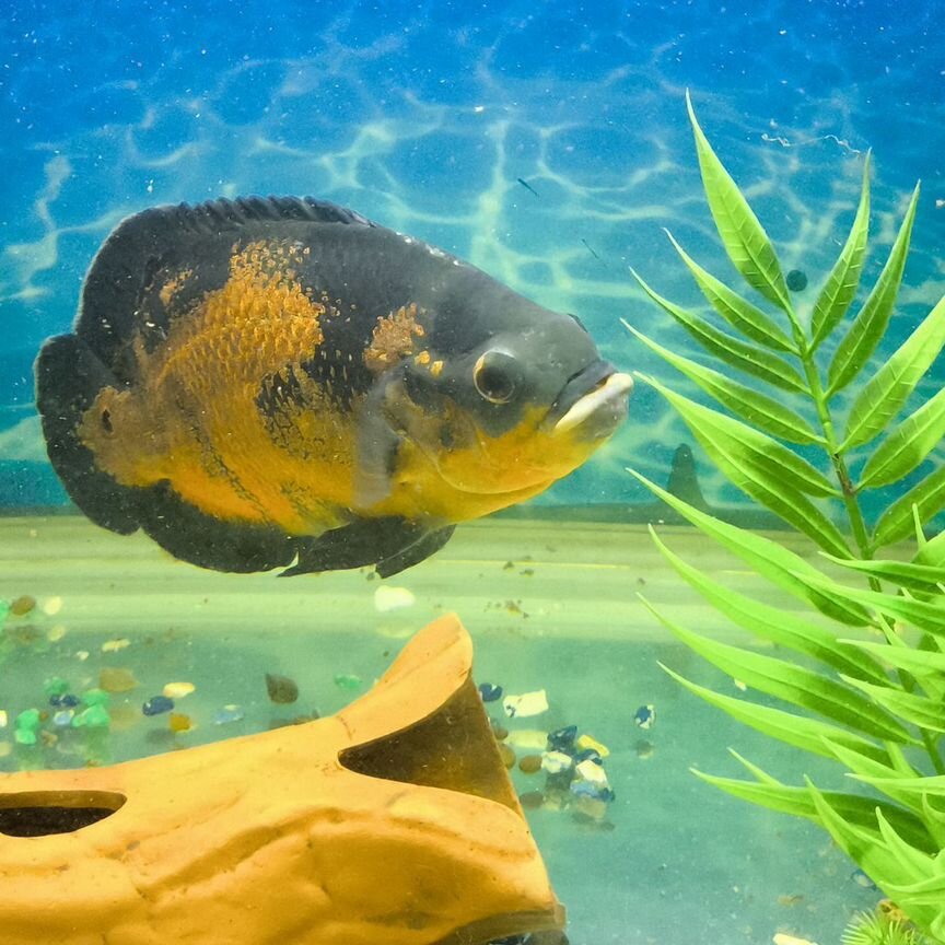 Рыба астронотус