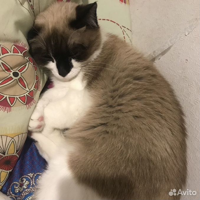Отдам самого милого кота в добрые руки