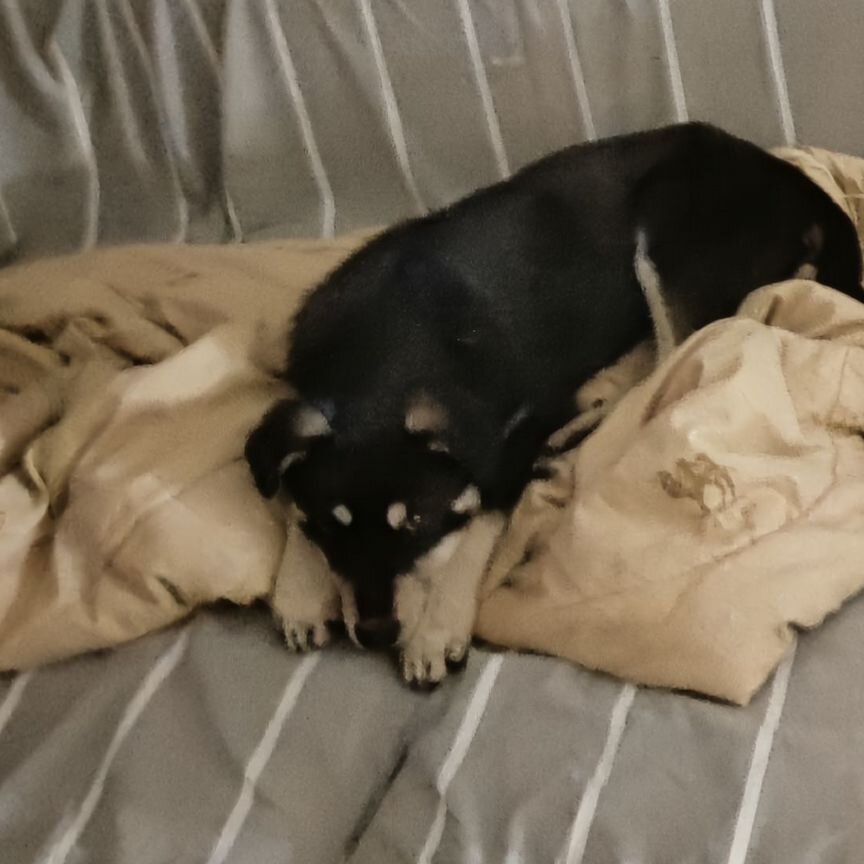 Древер, щенок