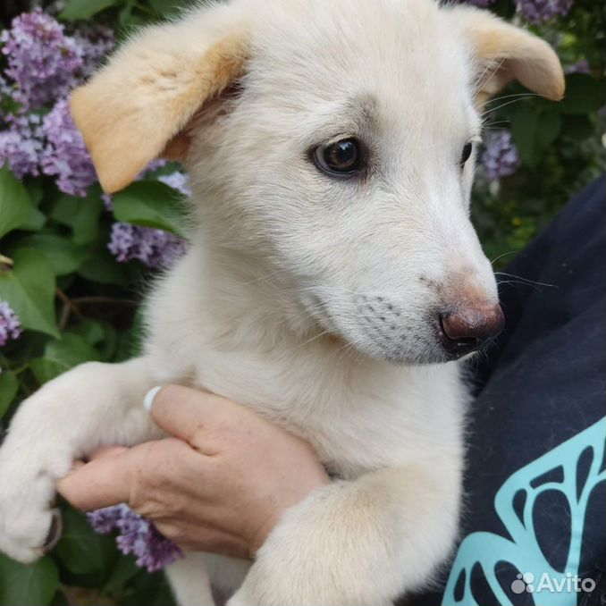 Щенок Рута в дар