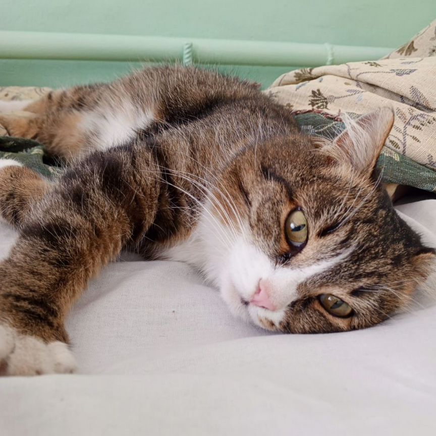 Взрослый кот в добрые руки