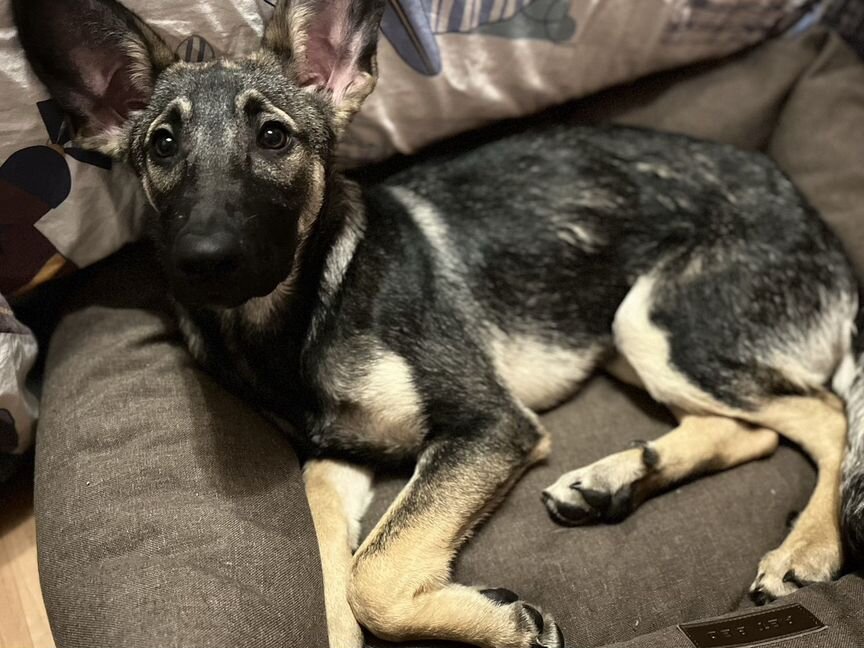 Щенок в добрые руки